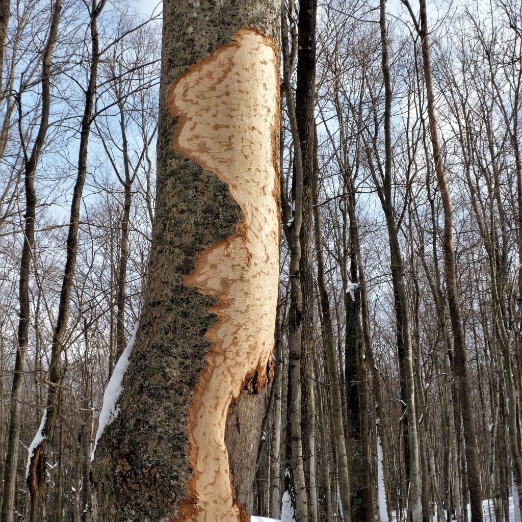 Porcupines of the North Woods - Mackinac State Historic Parks