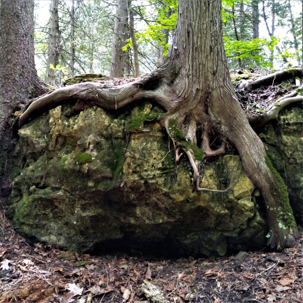 Cedars and Everlastings: Mackinac’s Amazing Evergreens - Mackinac State ...