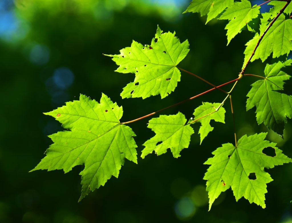 Maple Sugaring at Mackinac - Mackinac State Historic Parks