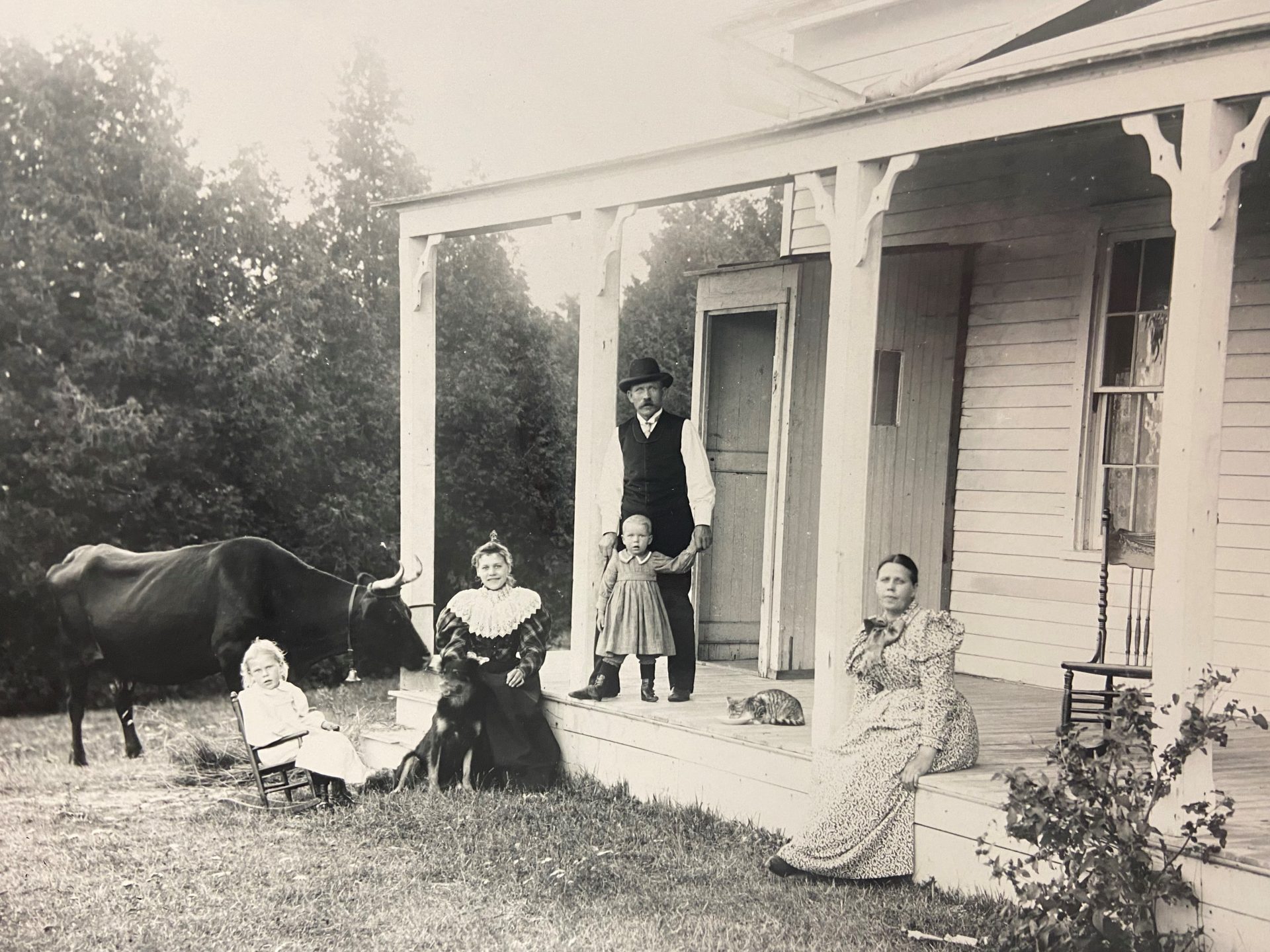 The Cattle of Mackinac Island - Mackinac State Historic Parks