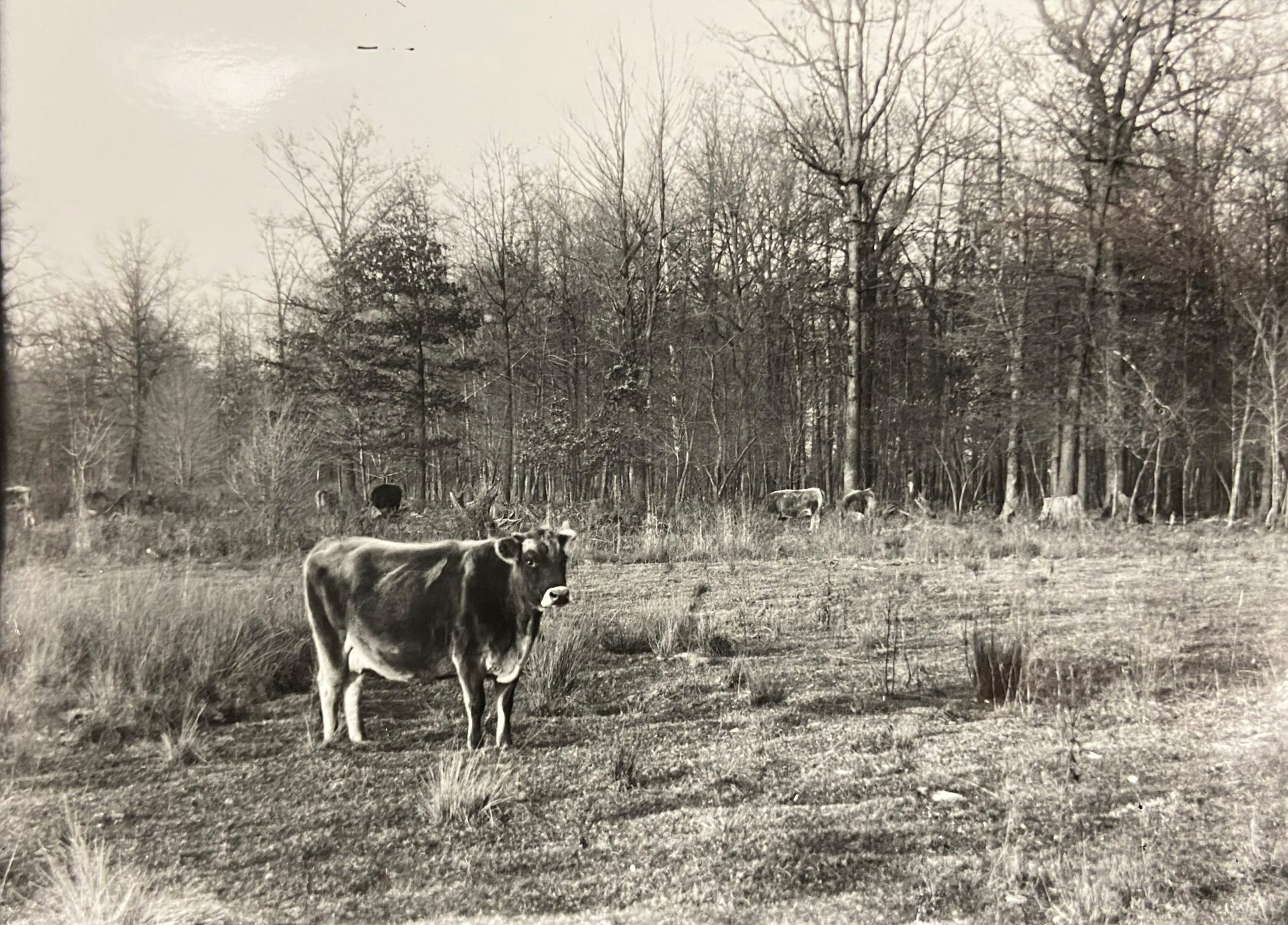 The Cattle of Mackinac Island - Mackinac State Historic Parks